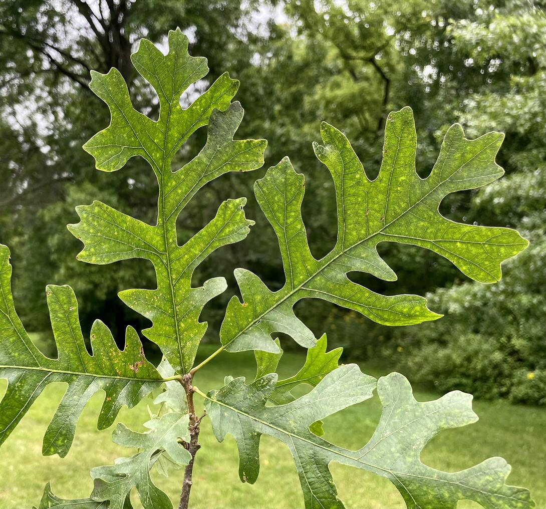 White Oak | CMP Tree Selection Tool